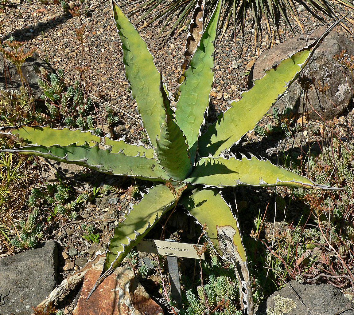 アガベ・キシロカナンサ ｜Agave xylonacantha | DESERT INC.