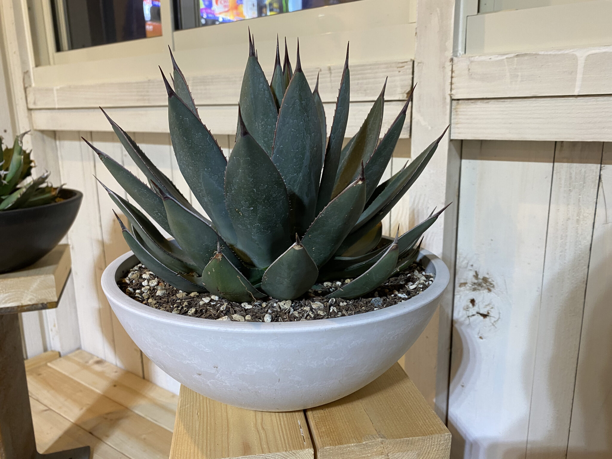 アガベ x ブルー エンペラー｜Agave x ‘Blue Emperor’ | DESERT INC.