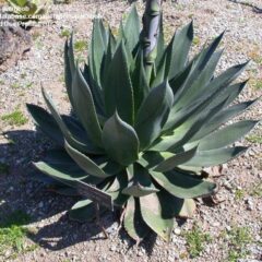 アガベ・チアペンシス｜Agave chiapensis | DESERT INC.