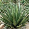 アガベ・レチュギラ｜Agave lechuguilla | OCEANSIDE GARDEN INC.