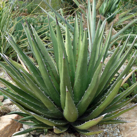 アガベ・レチュギラ｜Agave lechuguilla | DESERT INC.